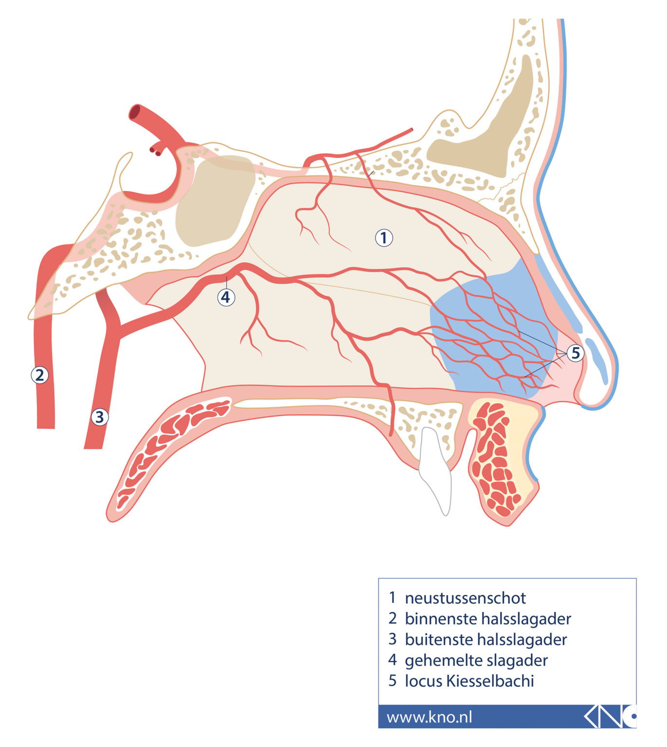 Bloedneus - Tergooi MC