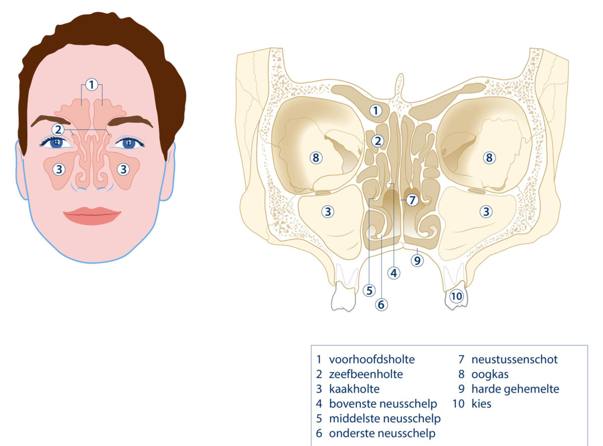 Neusbijholten - endoscopische operatie - Tergooi