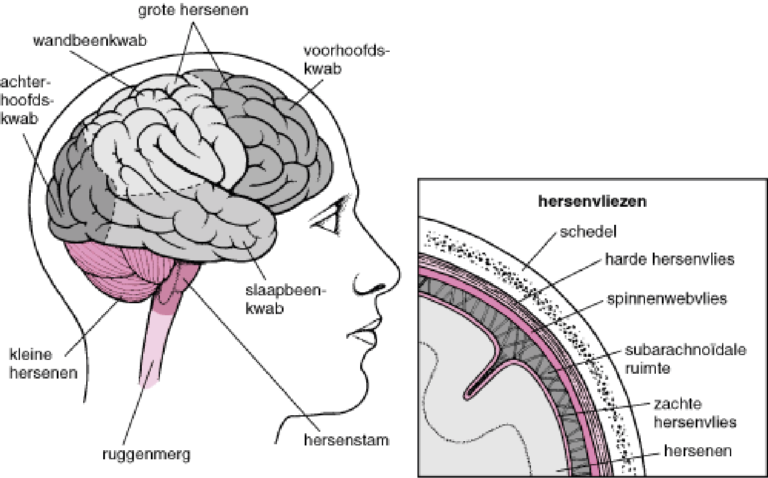 Hersenvliesontsteking (meningitis) - Tergooi MC