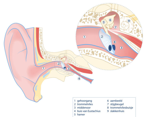 Trommelvliesbuisjes bij kinderen - Tergooi MC
