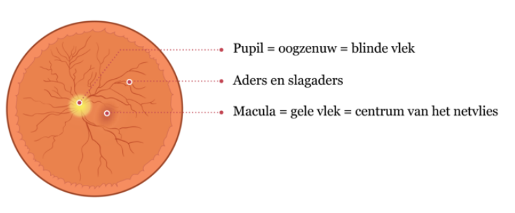 Maculadegeneratie (Leeftijdsgebonden) - Tergooi